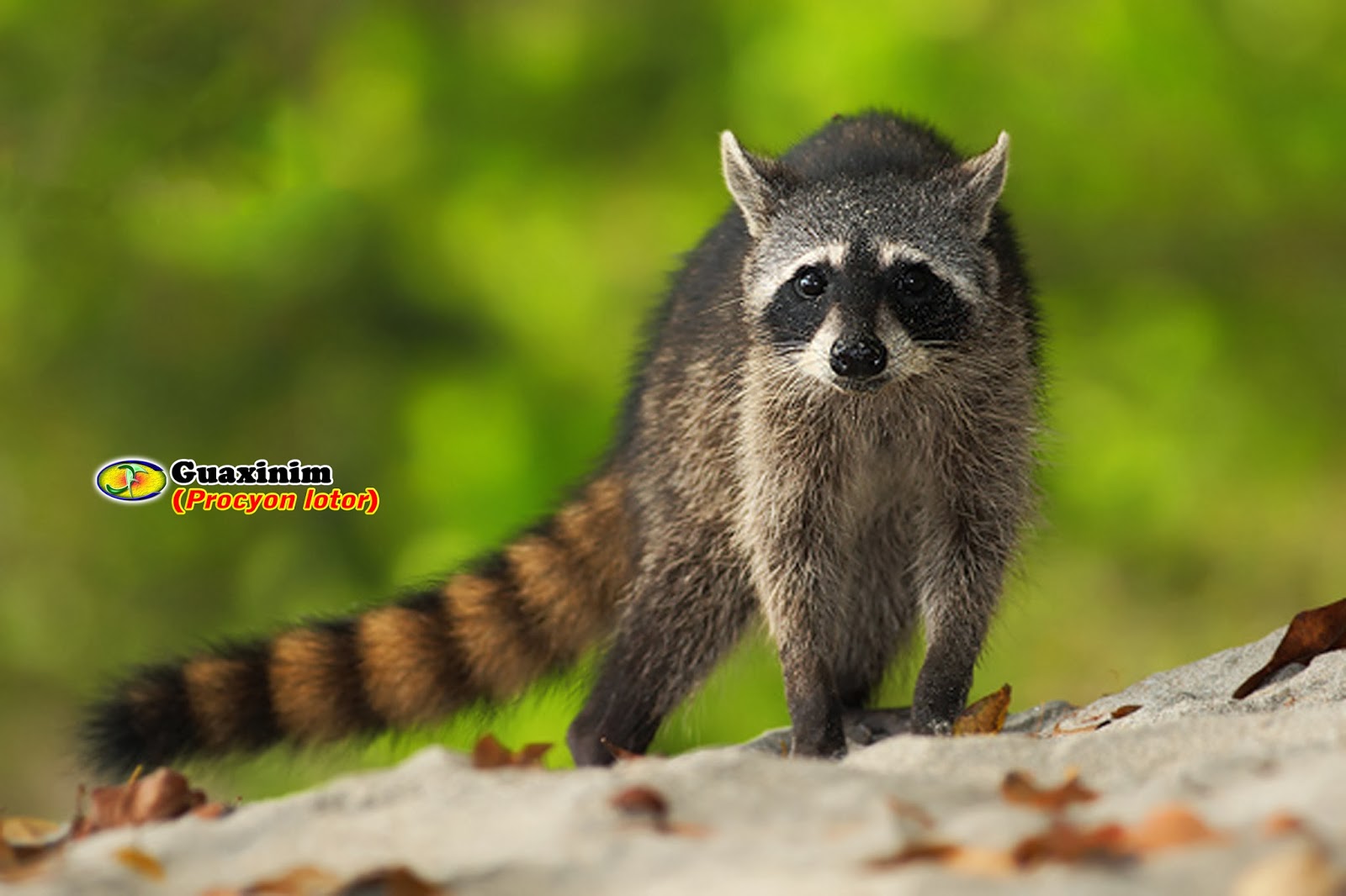 Zoologia: Guaxinim (Procyon lotor)